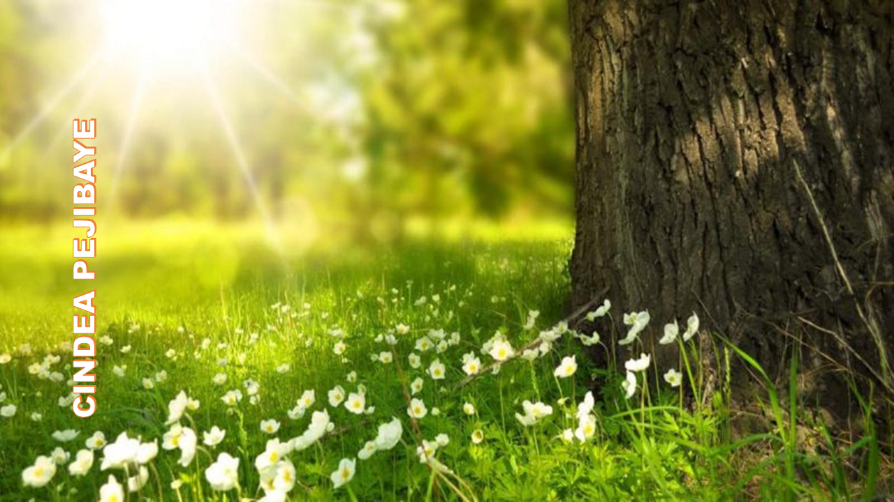 WEB cindeapejibayeoficial - Cartago - CINDEA PEJIBAYE OFICIAL ( MEP)