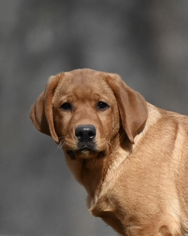 Both have found amazing homes! Sophia pedigree - Golden & Labrador ...