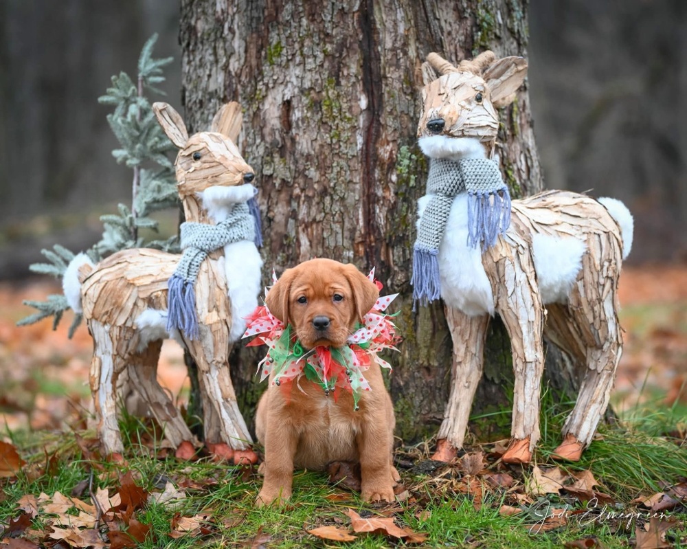 Iron Hill's Wise Protector “Reign” - Golden & Labrador Retrievers Iowa