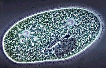 Organismen ordenen - De website van deevolutieopaarde!