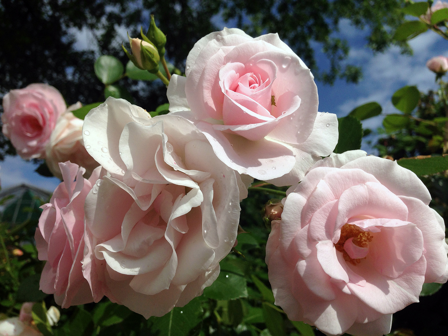 Kletterrosen - Historische Rosengärten