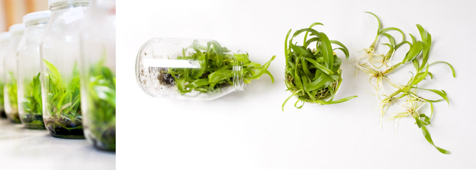 FASE III. ENRAIZAMIENTO - Página web de doralaexplorador