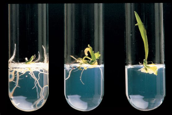 FASE III. ENRAIZAMIENTO - Página web de doralaexplorador