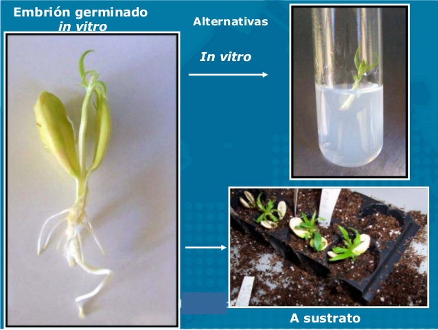 FASE III. ENRAIZAMIENTO - Página web de doralaexplorador