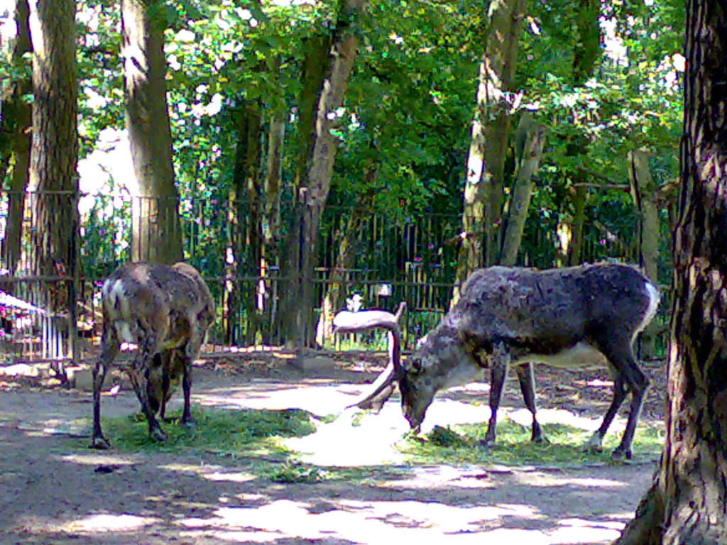Zoo Rostock - Ausflüge-Ostsee-strandlatscher