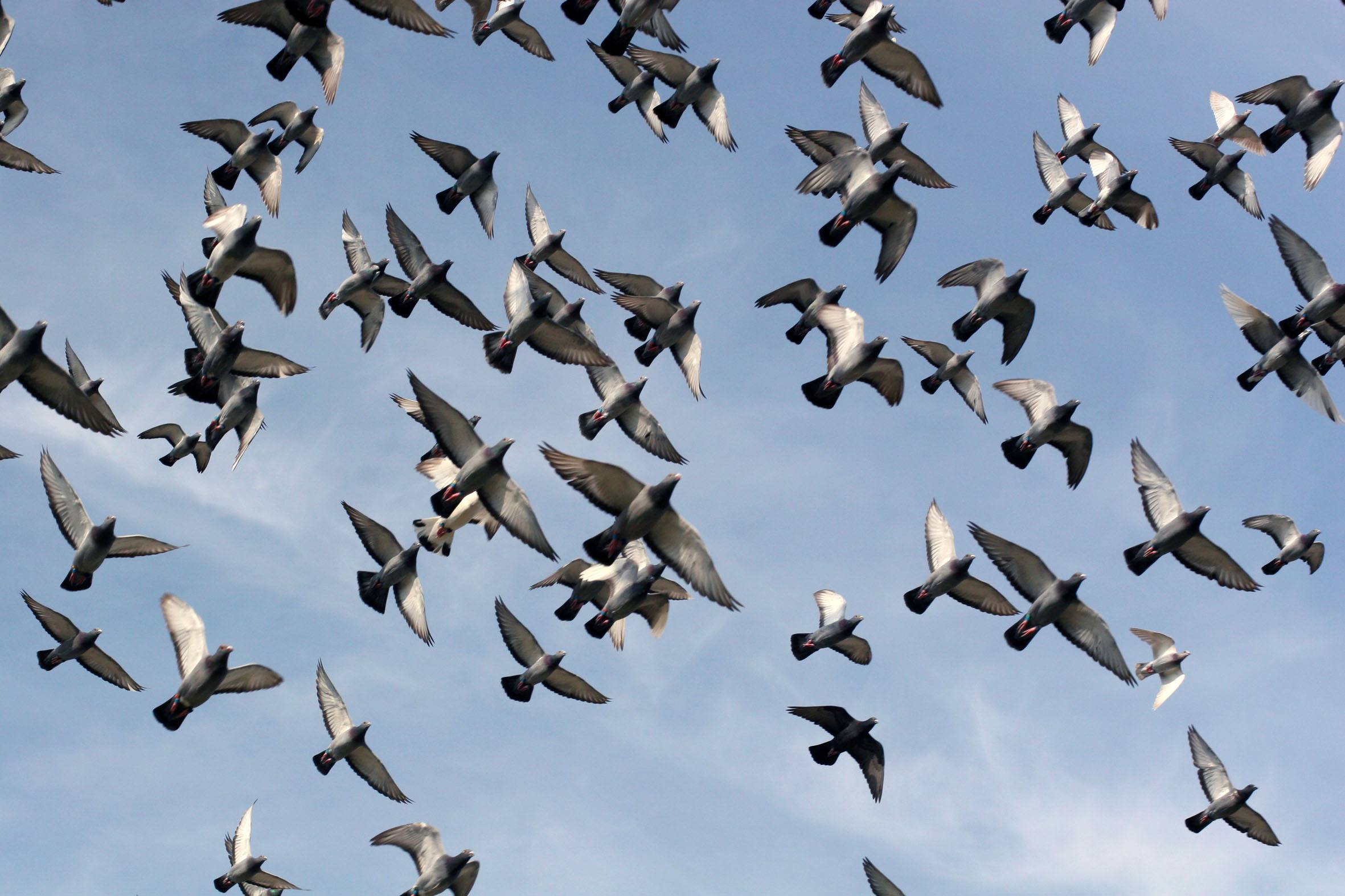 Neues Video:Folge 26: Die Brieftaubenfotografie - Brieftauben Jungfleisch