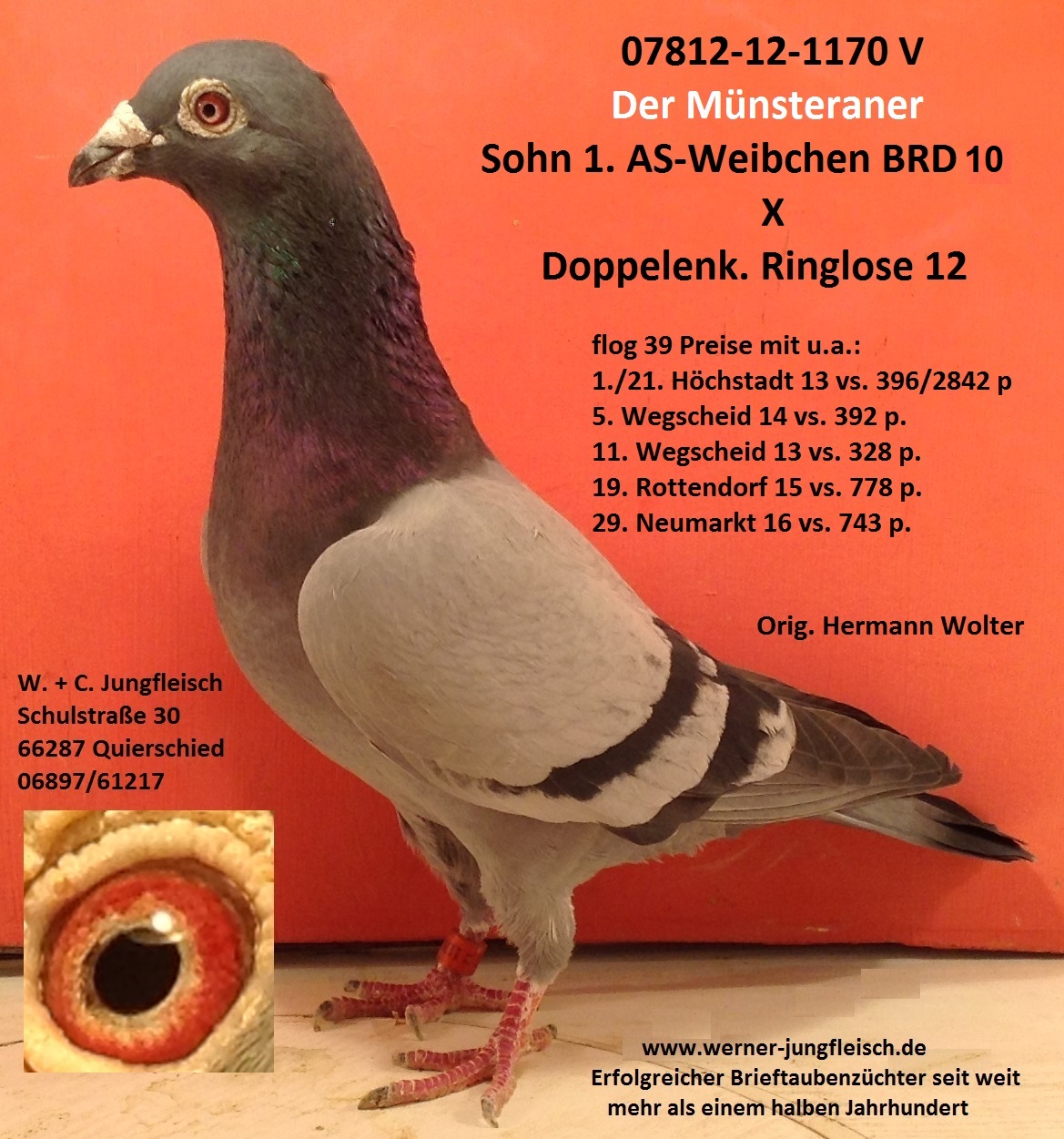 Unsere Zuchttauben: - Brieftauben Jungfleisch