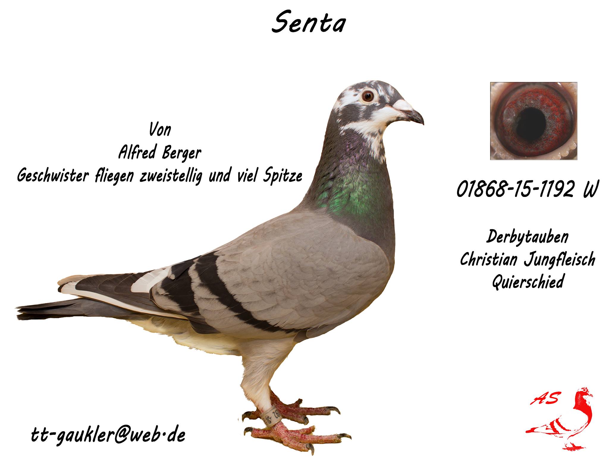 Unsere Zuchttauben: - Brieftauben Jungfleisch