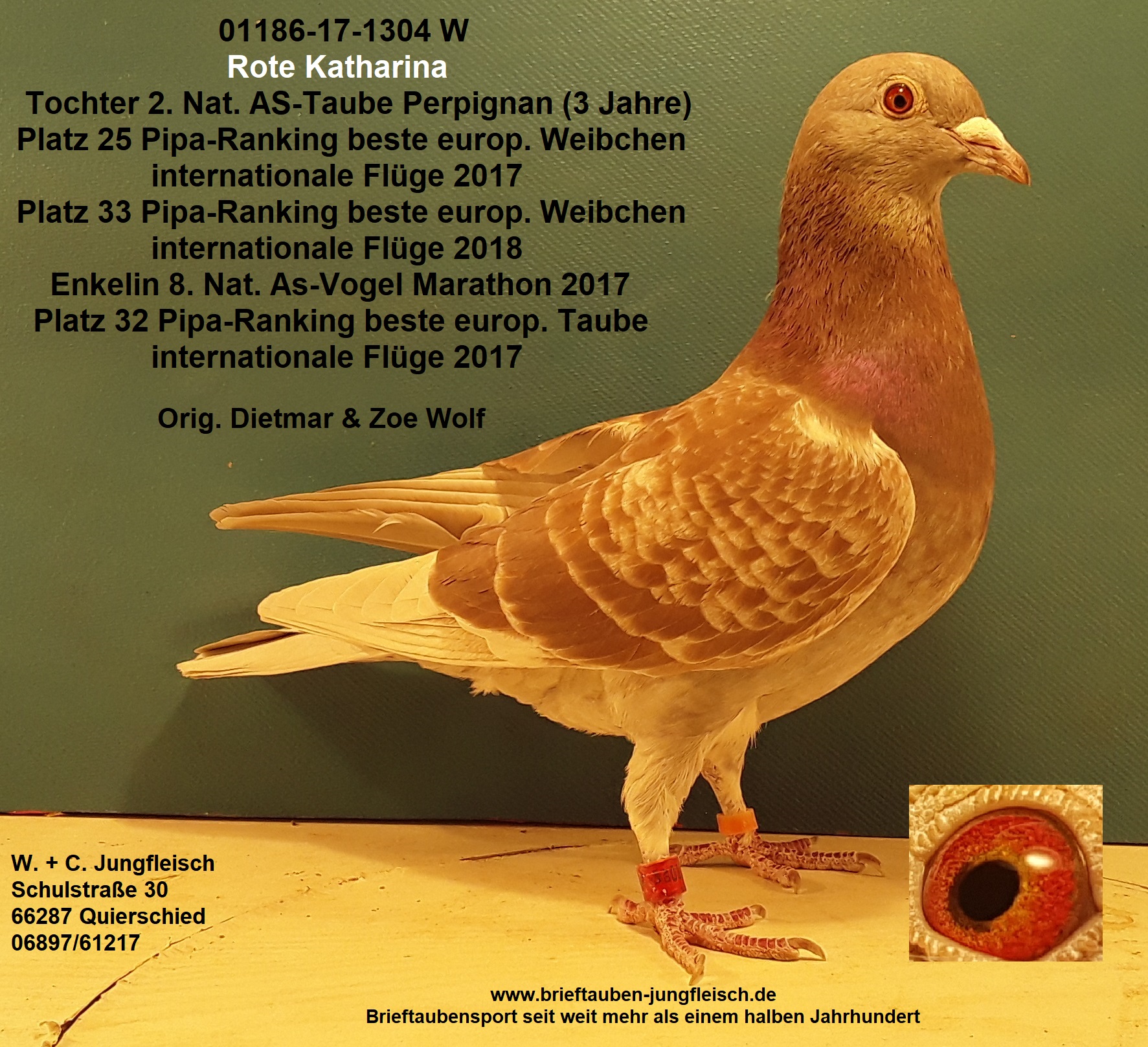 Unsere Zuchttauben: - Brieftauben Jungfleisch