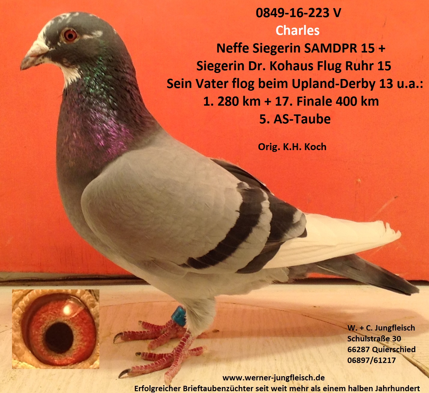 Unsere Zuchttauben: - Brieftauben Jungfleisch