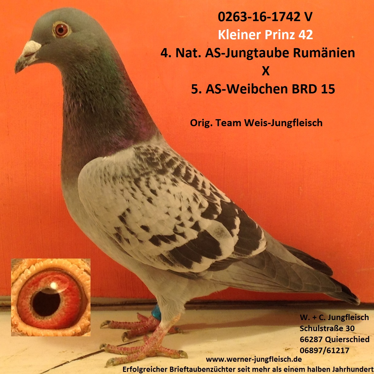 Unsere Zuchttauben: - Brieftauben Jungfleisch