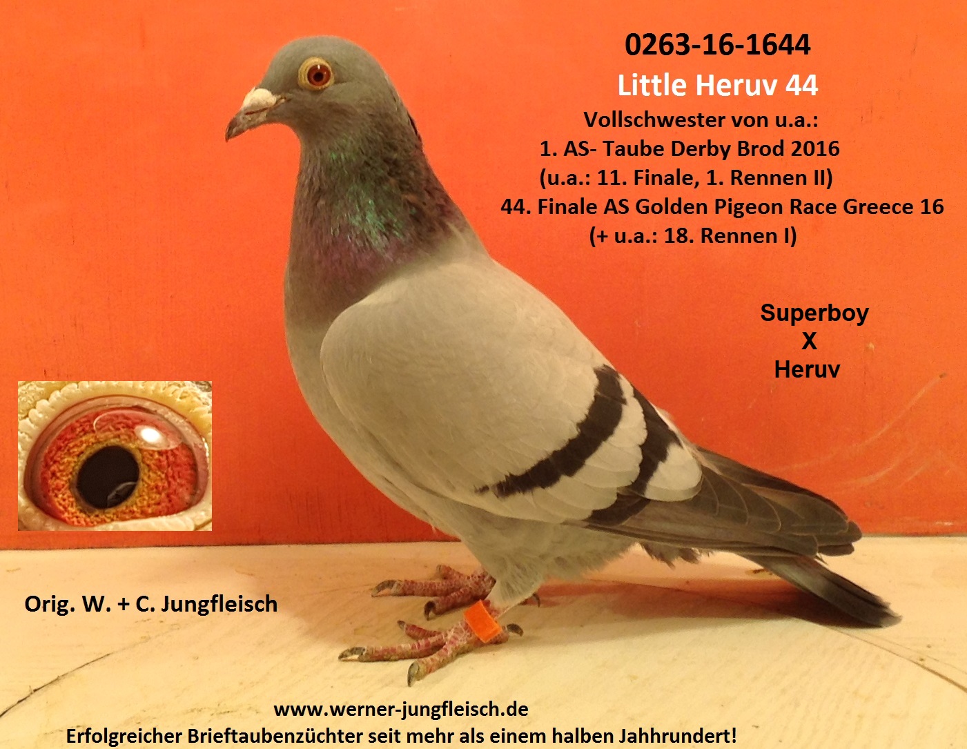 Unsere Zuchttauben: - Brieftauben Jungfleisch