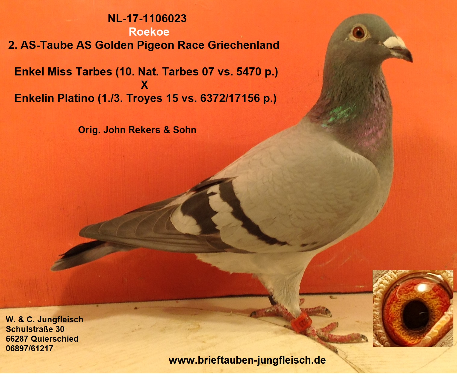 Unsere Zuchttauben: - Brieftauben Jungfleisch