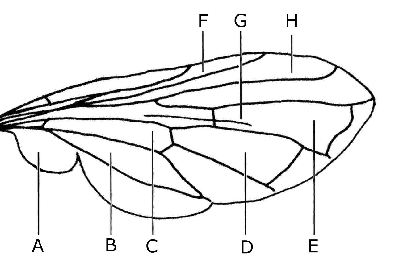 a Syrphidae? - The website of Syrphidae in trees