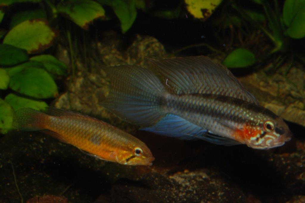 Apistogramma iniridae Gruppe - jambo-bubus Webseite!