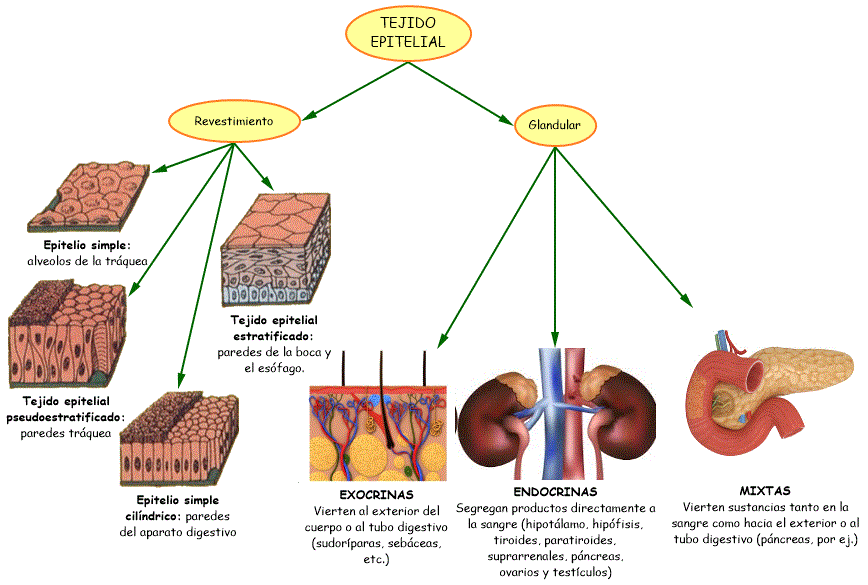 Los tejidos: tipos de tejidos del cuerpo humano - Resúmenes, ejercicios ...