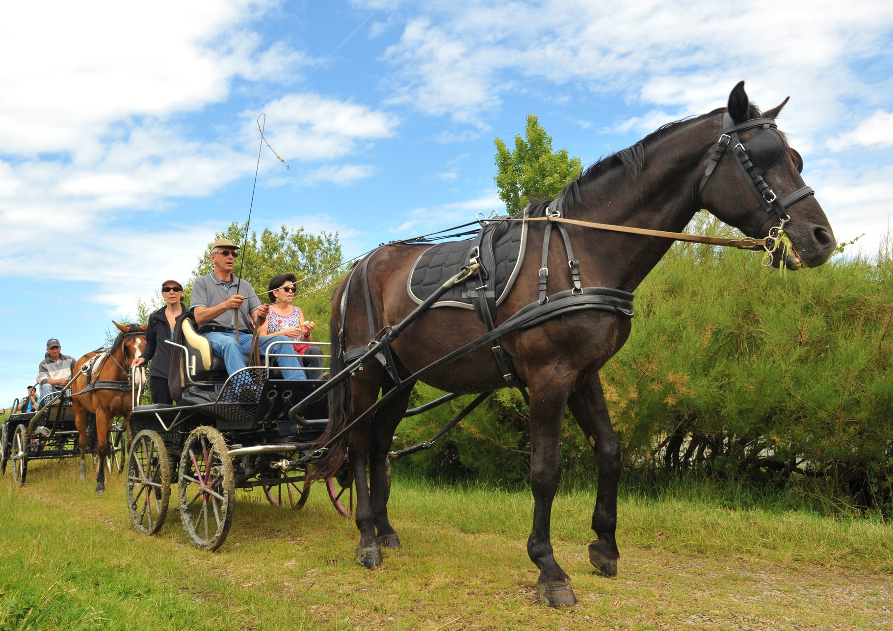 Embarquez pour une évasion de pleine nature en voiture à cheval ...