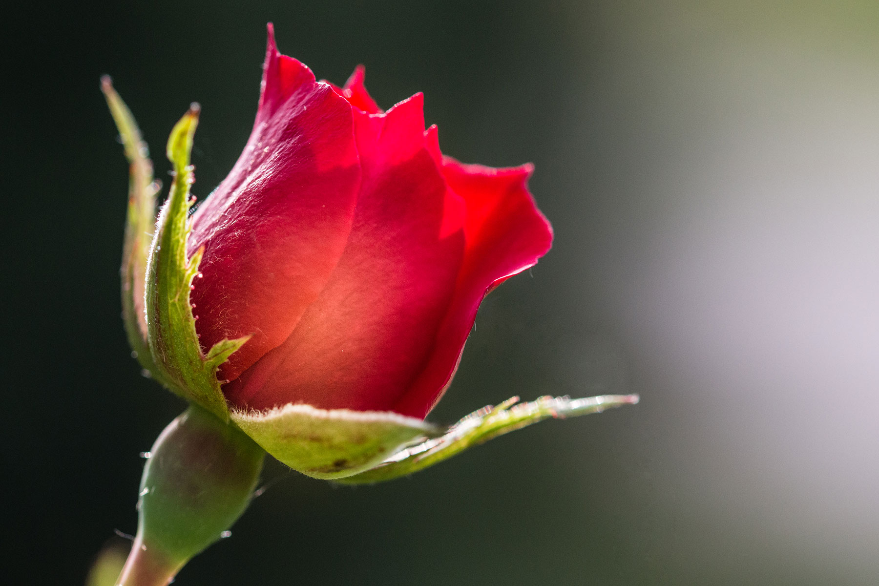 Schöne Rosenbilder warten auf Dich - MJPics Fotografie