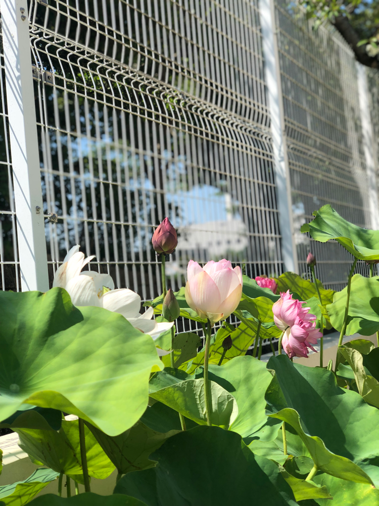 lotus - smile-hanabusa