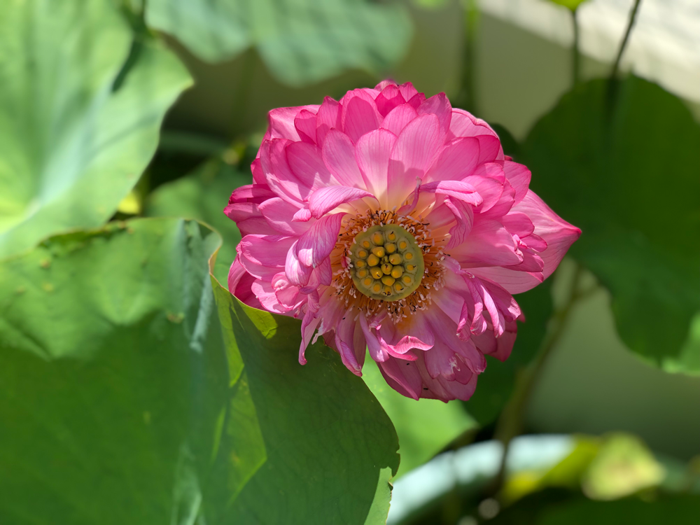 lotus - smile-hanabusa