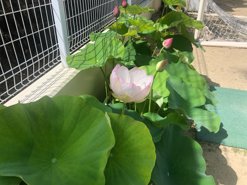lotus - smile-hanabusa