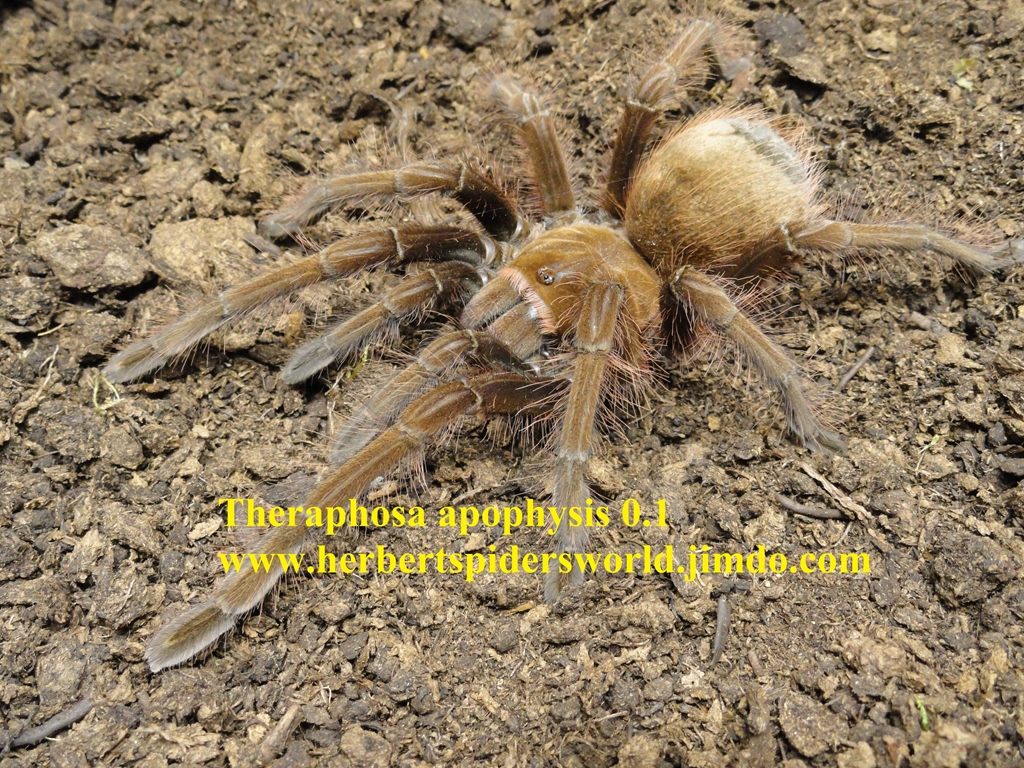 Theraphosa apophysis - herbertspidersworld-2s Webseite!