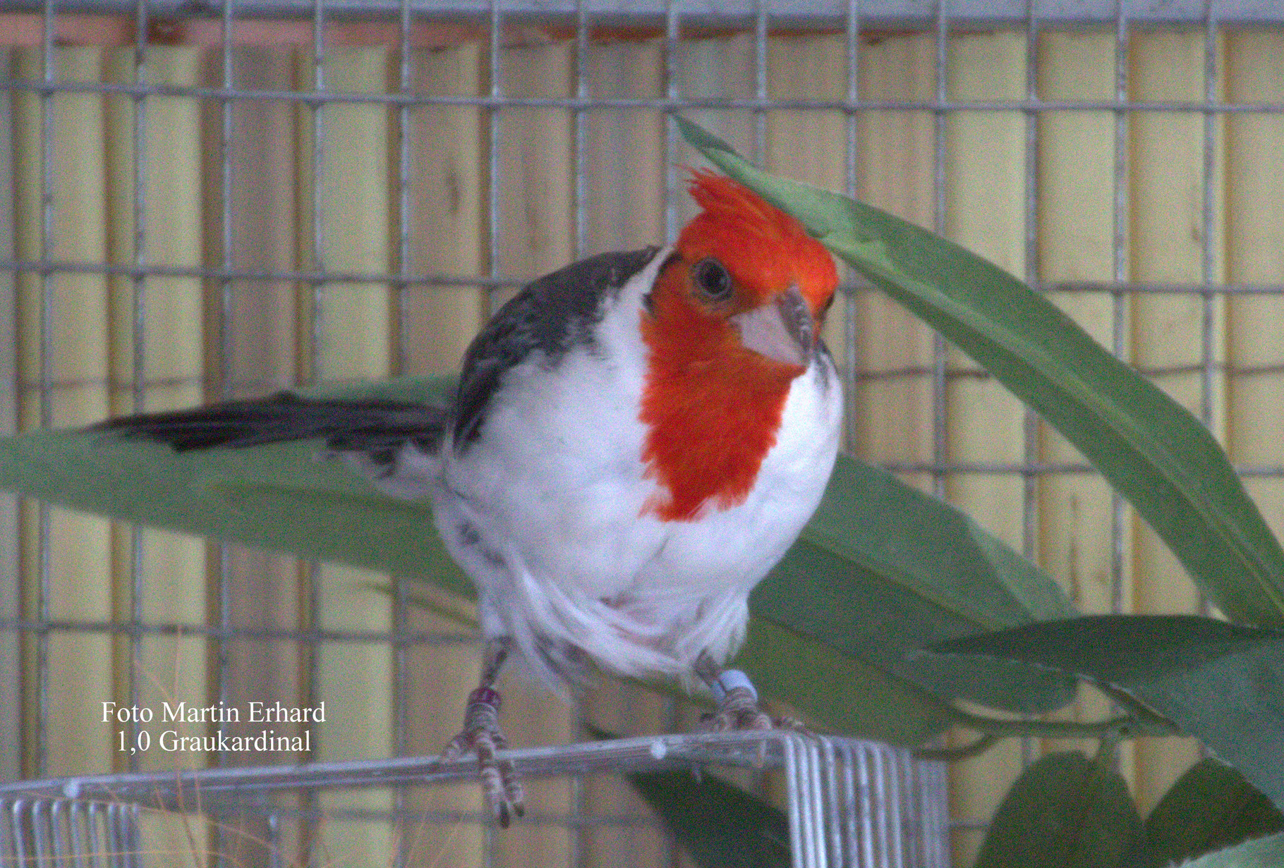 Graukardinal - Martin Erhard