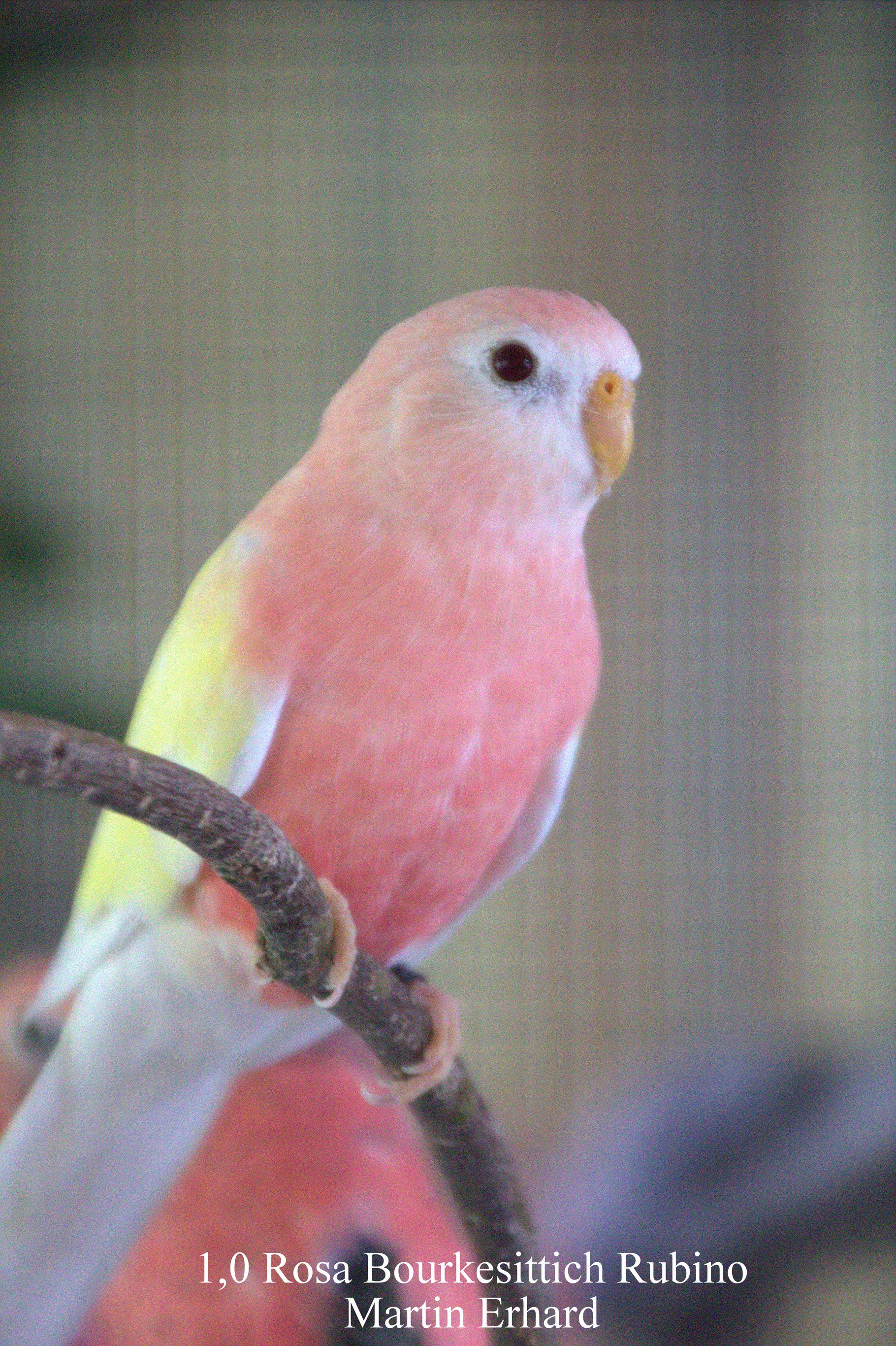 Sittiche - Martin Erhard