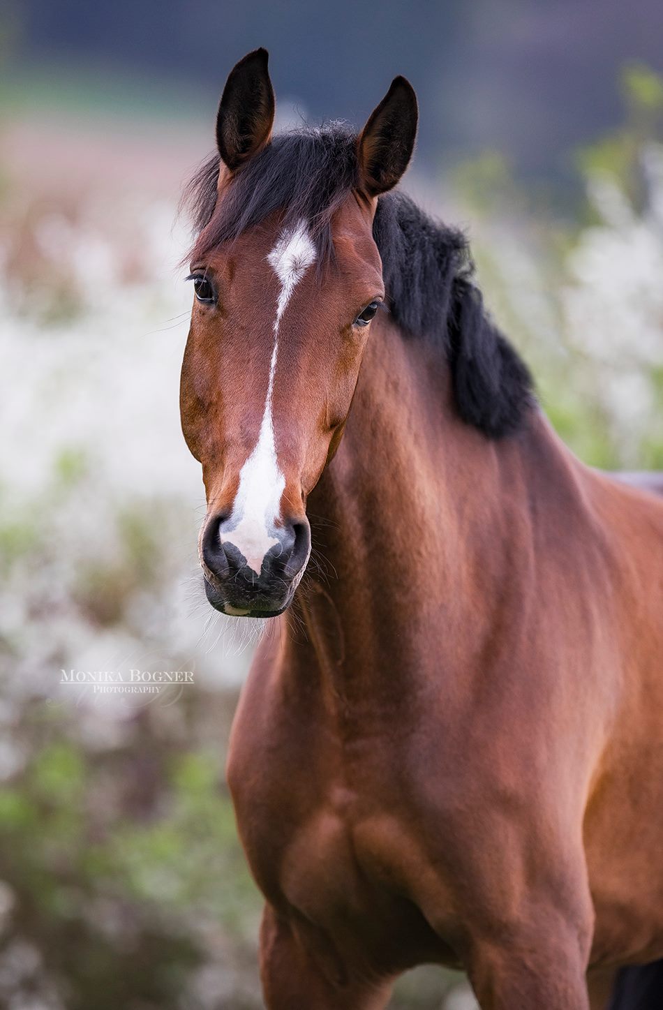 Pferde in der Natur - Monika Bogner Photography