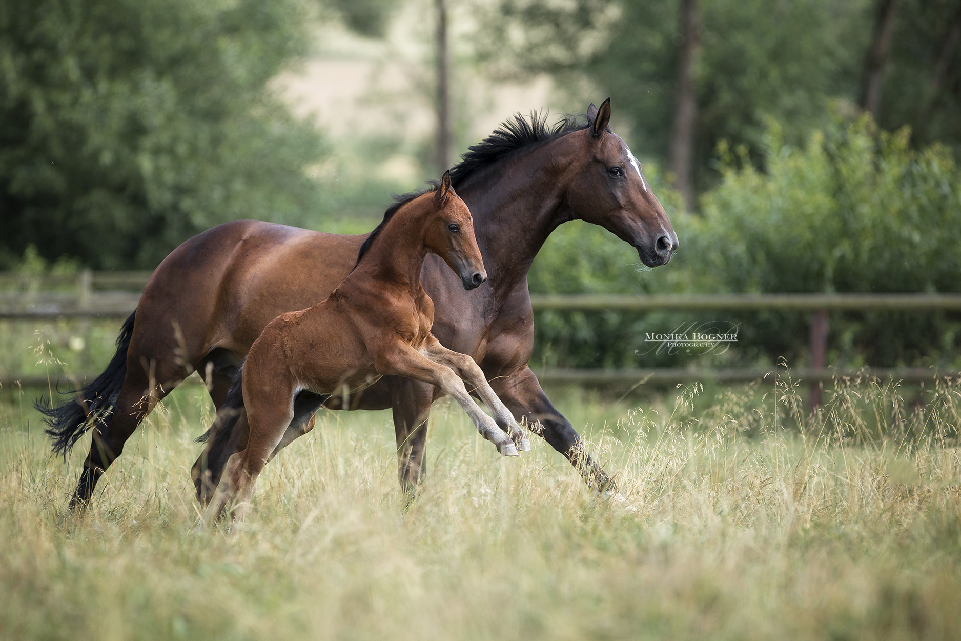 Pferde in der Natur - Monika Bogner Photography