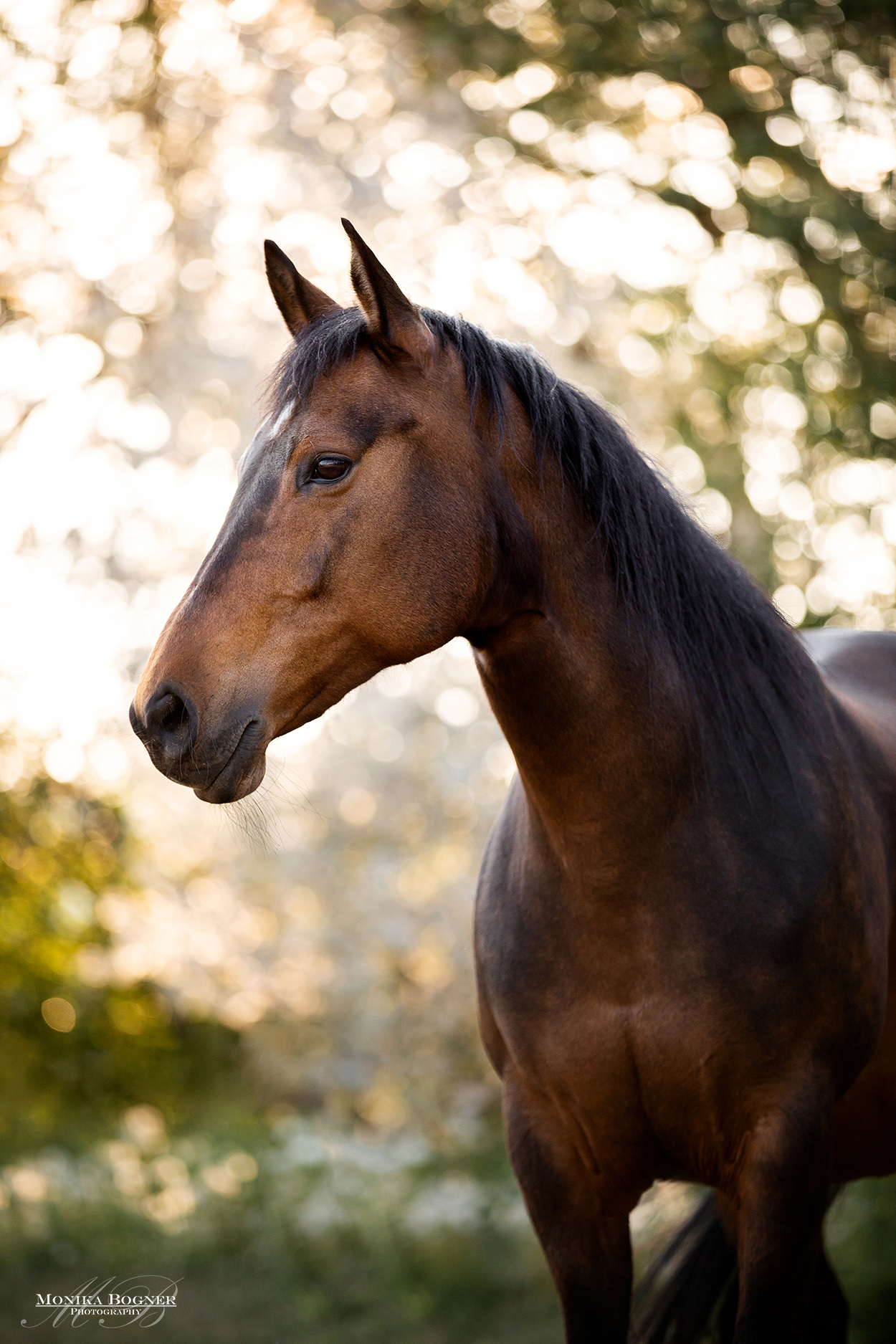Pferde in der Natur - Monika Bogner Photography