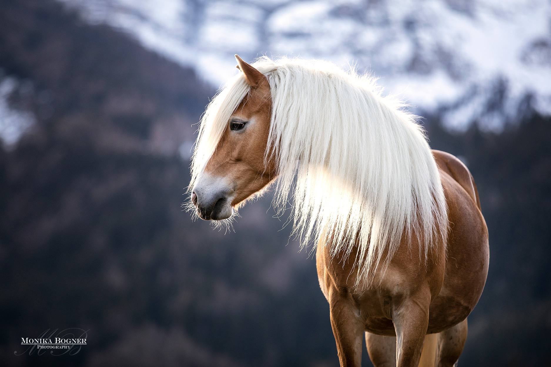 Pferde in der Natur - Monika Bogner Photography