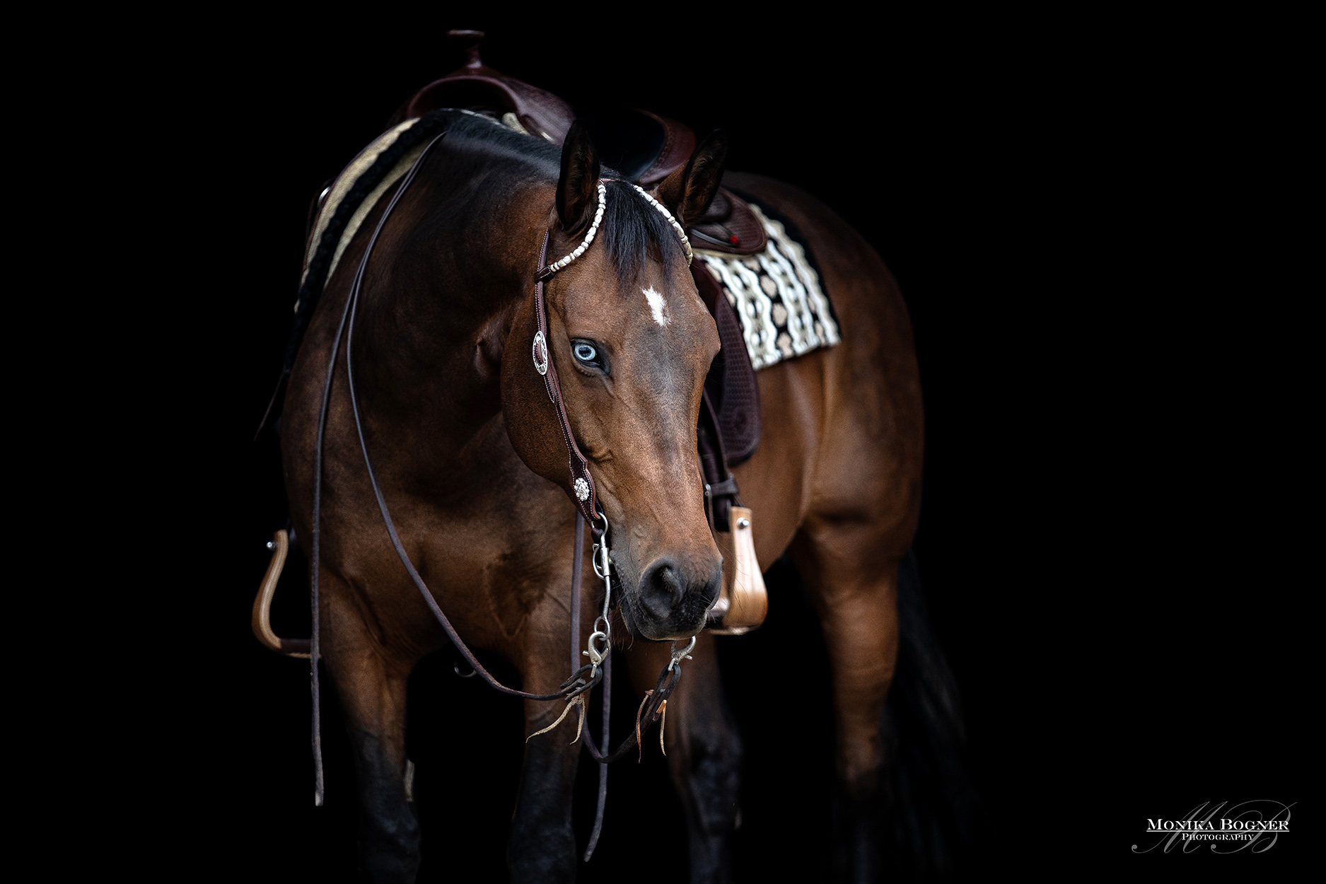 Klassische Pferde-Portraits - Monika Bogner Photography