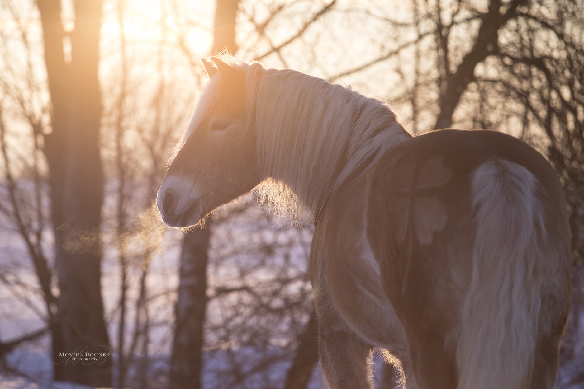 Pferde in der Natur - Monika Bogner Photography