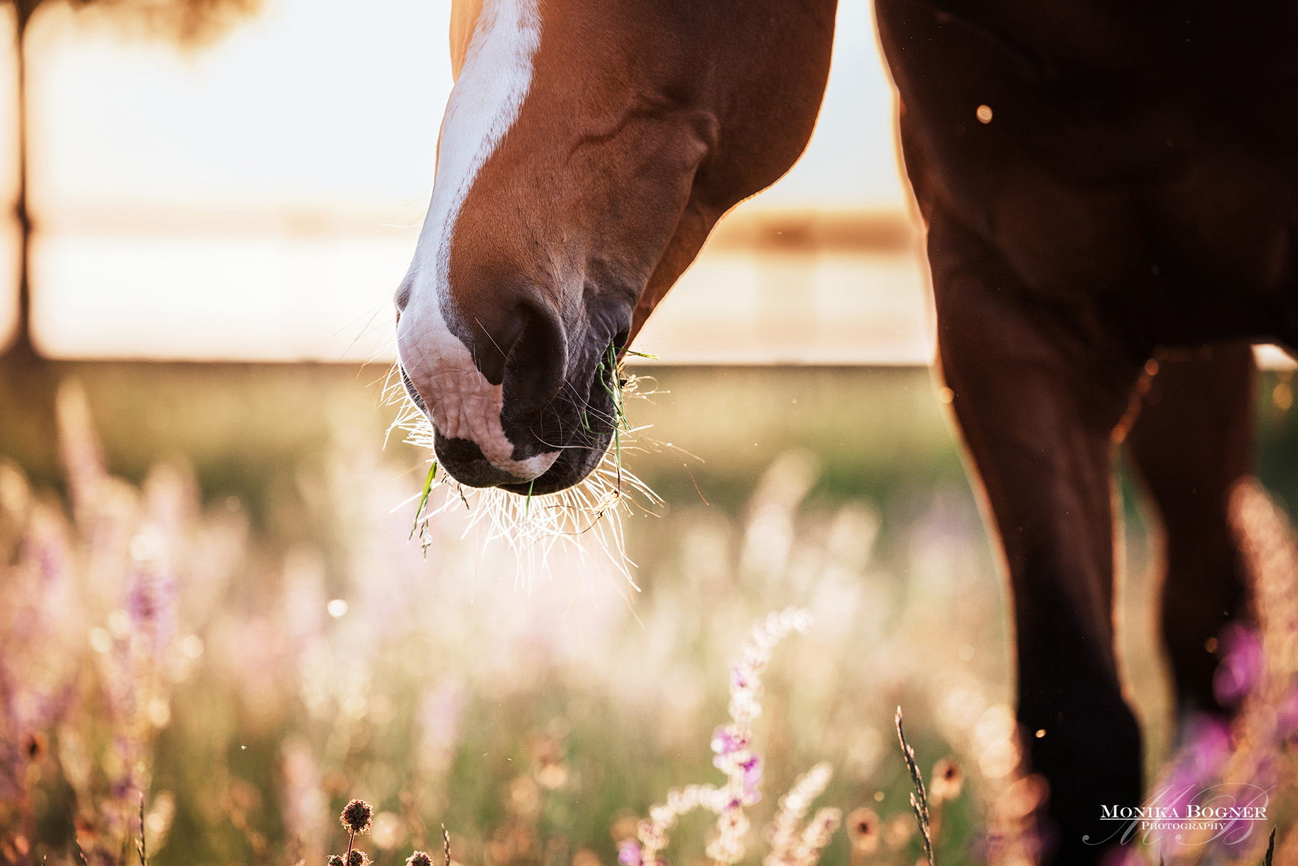 Pferde in der Natur - Monika Bogner Photography