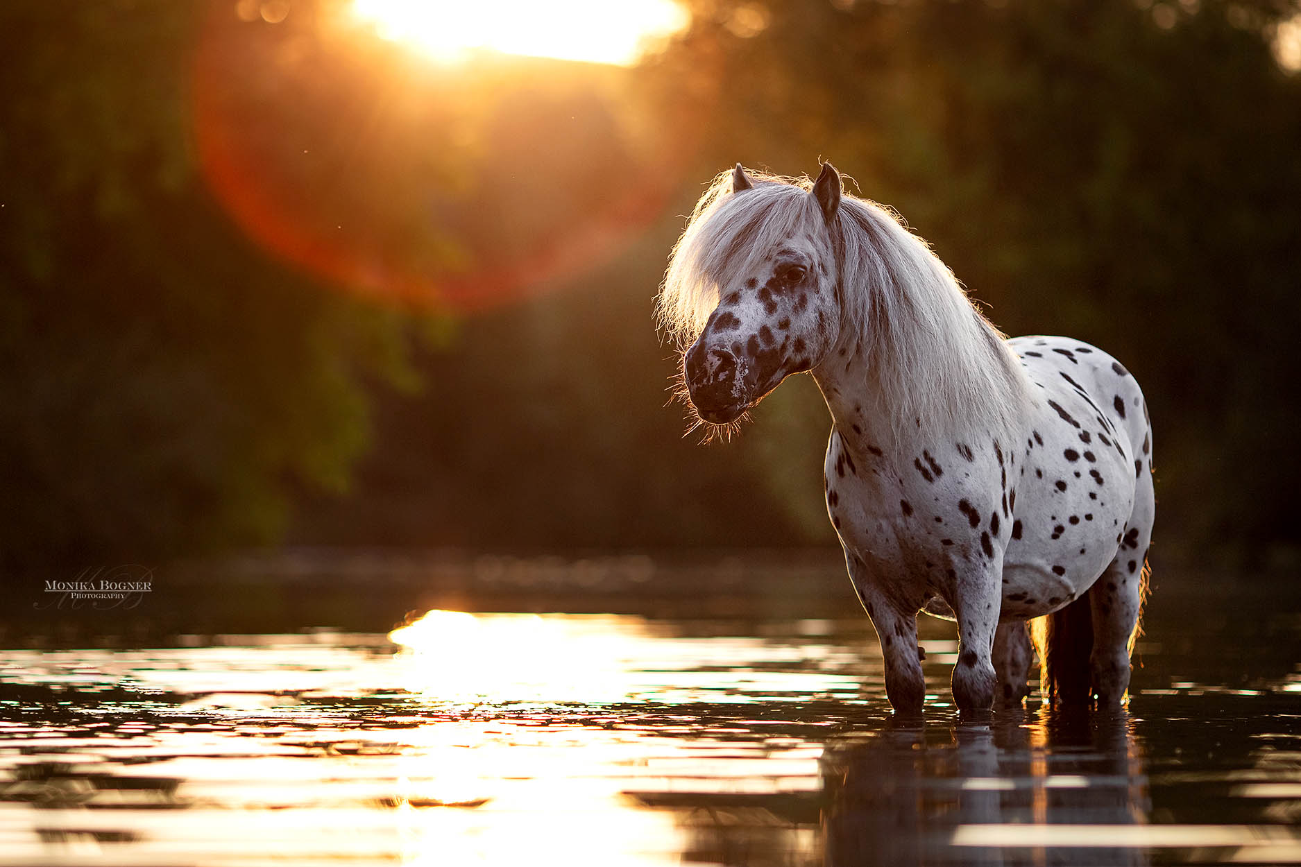 Pferde in der Natur - Monika Bogner Photography