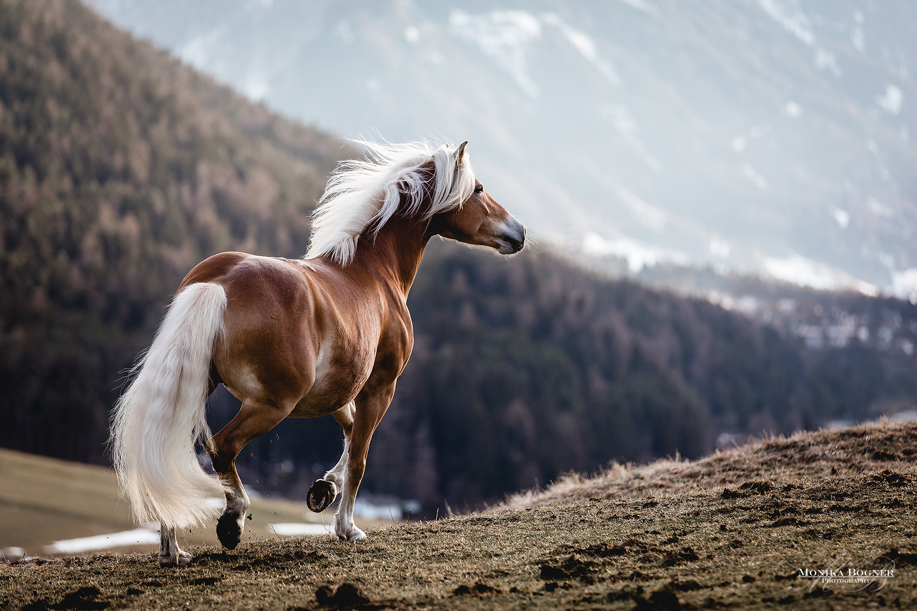 Pferde in der Natur - Monika Bogner Photography
