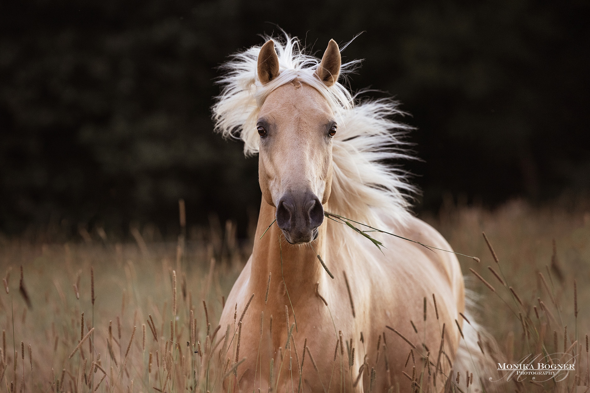 Pferde in der Natur - Monika Bogner Photography