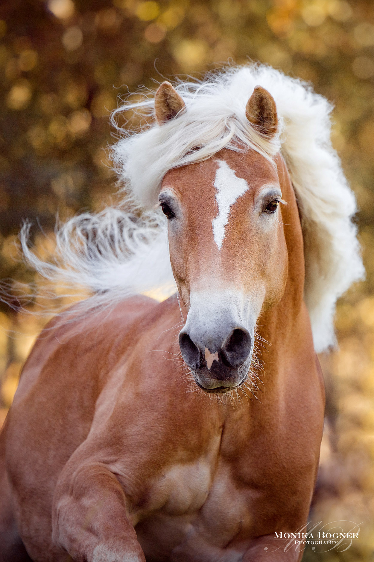 Pferde in der Natur - Monika Bogner Photography
