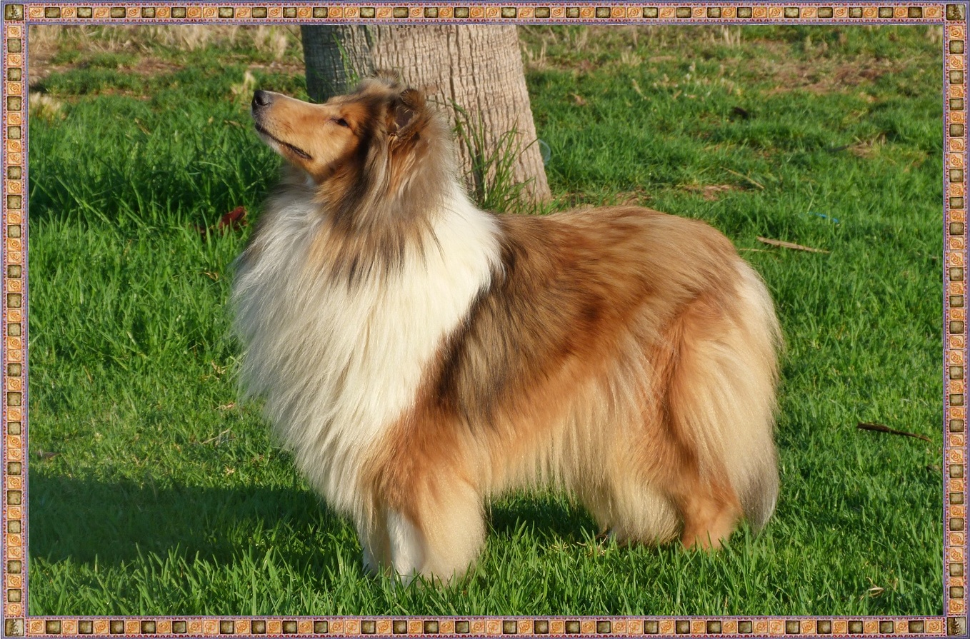 Gilda - Rough collies & Shetland sheepdog. Criadores de collies ...