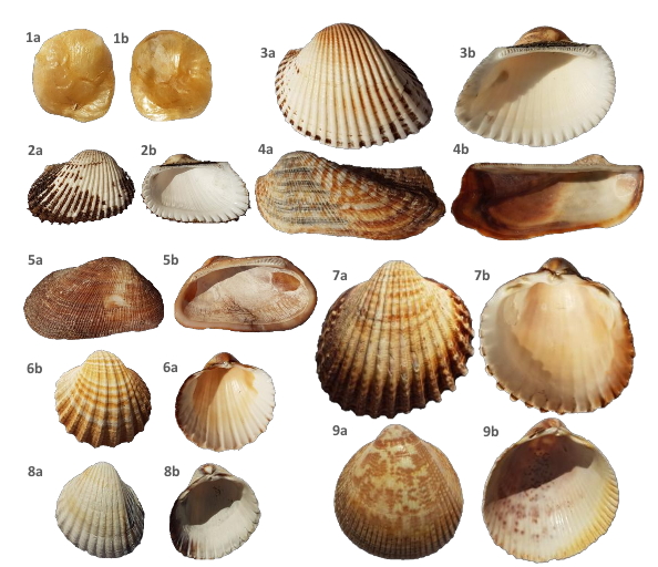 Part 1 - Shellesca Muscheln und Schnecken von Venedig