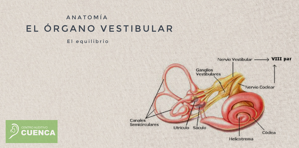 Sistema Vestibular E Equilibrio - RETOEDU