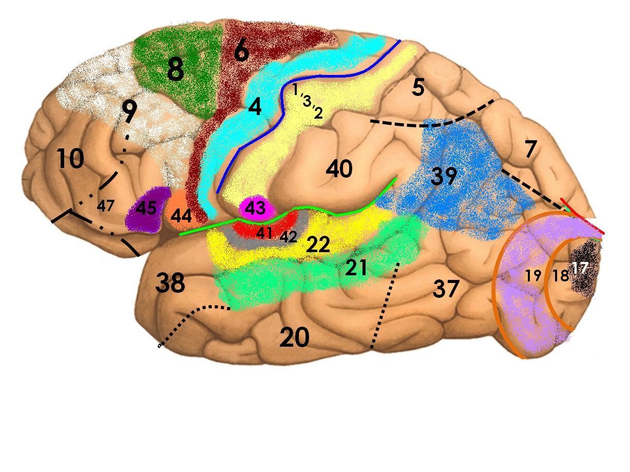 Fisiología de la audición. La vía auditiva. - Centro Auditivo Cuenca ...