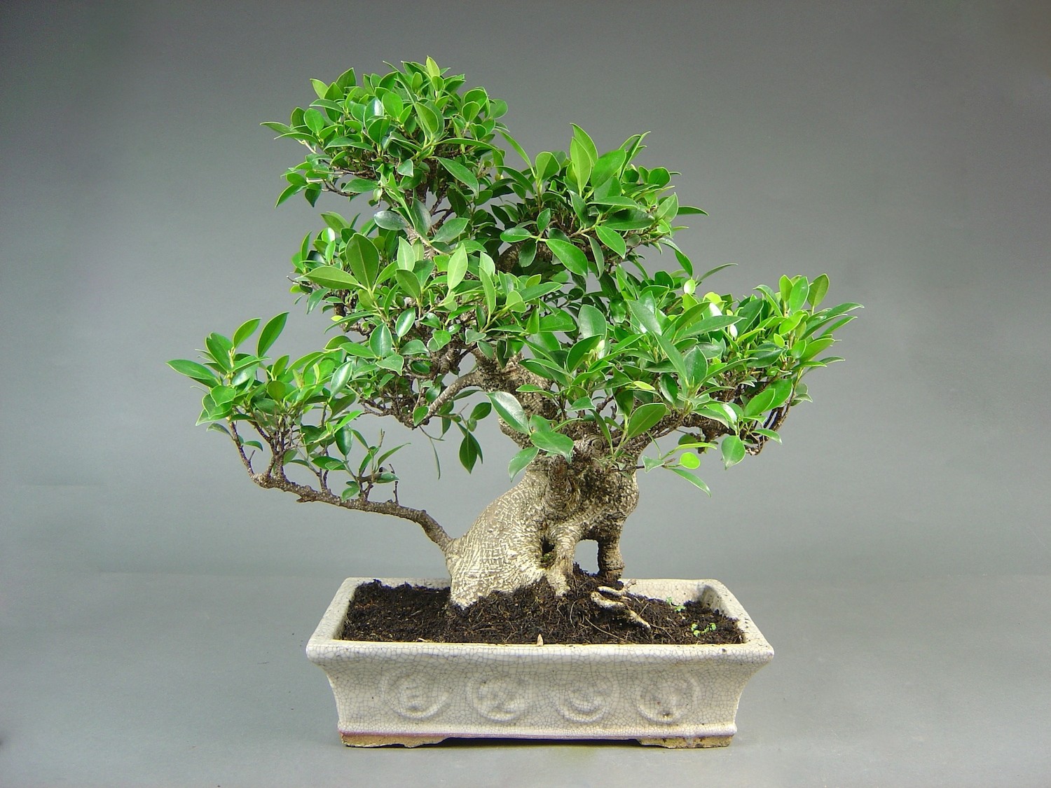 Bonsai-Aufzucht, Shop Versandhandel - www.bonsai-hassler.de