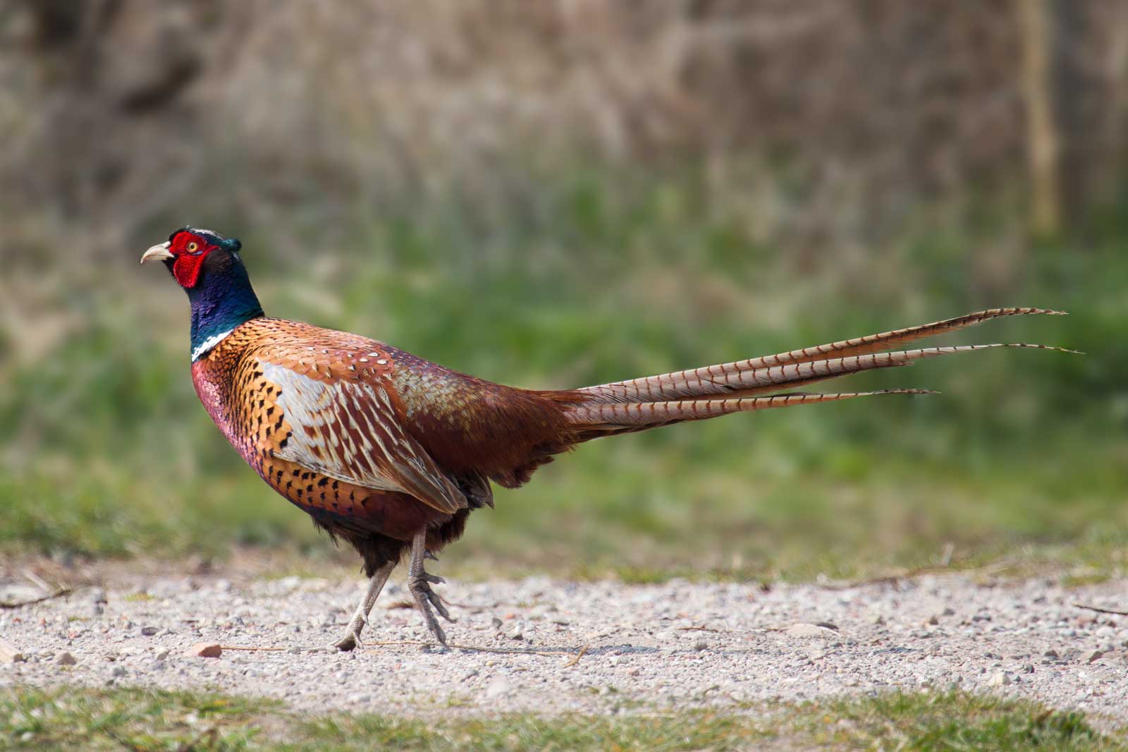 Der Fasan in Deutschland – Lebensraum, Biologie & Jagdtradition - in ...