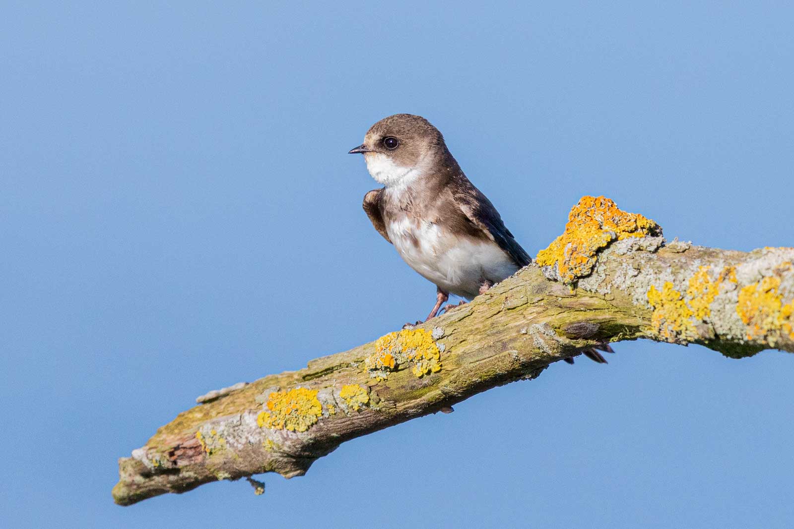 Die Uferschwalbe (Riparia riparia) - in Deutschland