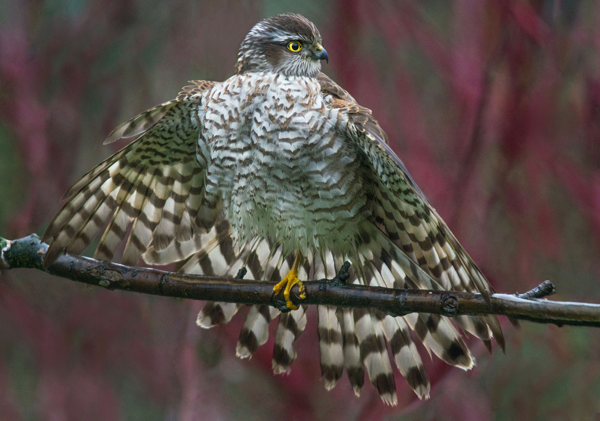 Sperber (Accipiter nisus) - Steckbrief, Verbreitung, Bilder - in ...