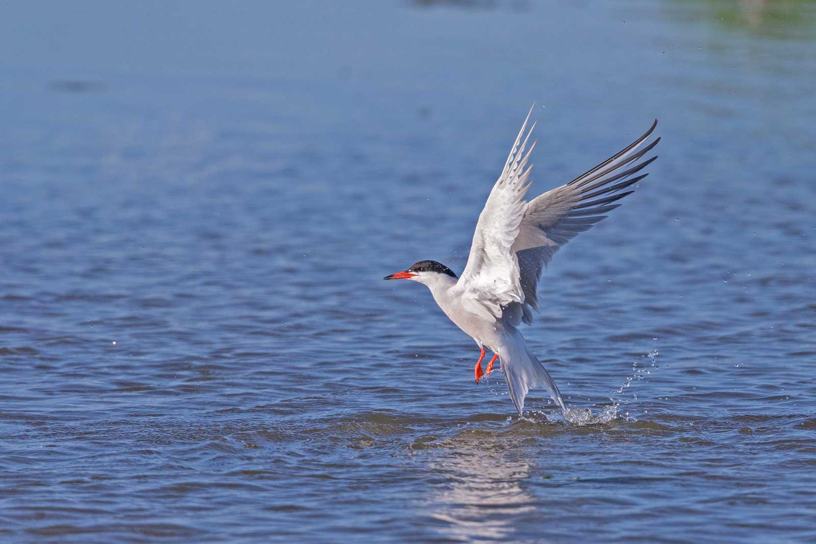 Seeschwalben - Steckbriefe, Vogelstimmen, Bilder - in Deutschland