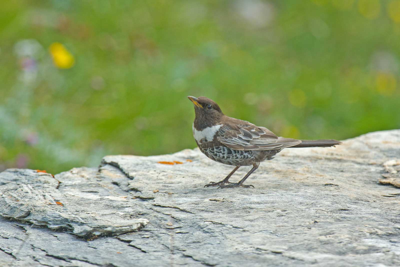 Ringdrossel - Steckbrief, Verbreitung, Bilder - in Deutschland
