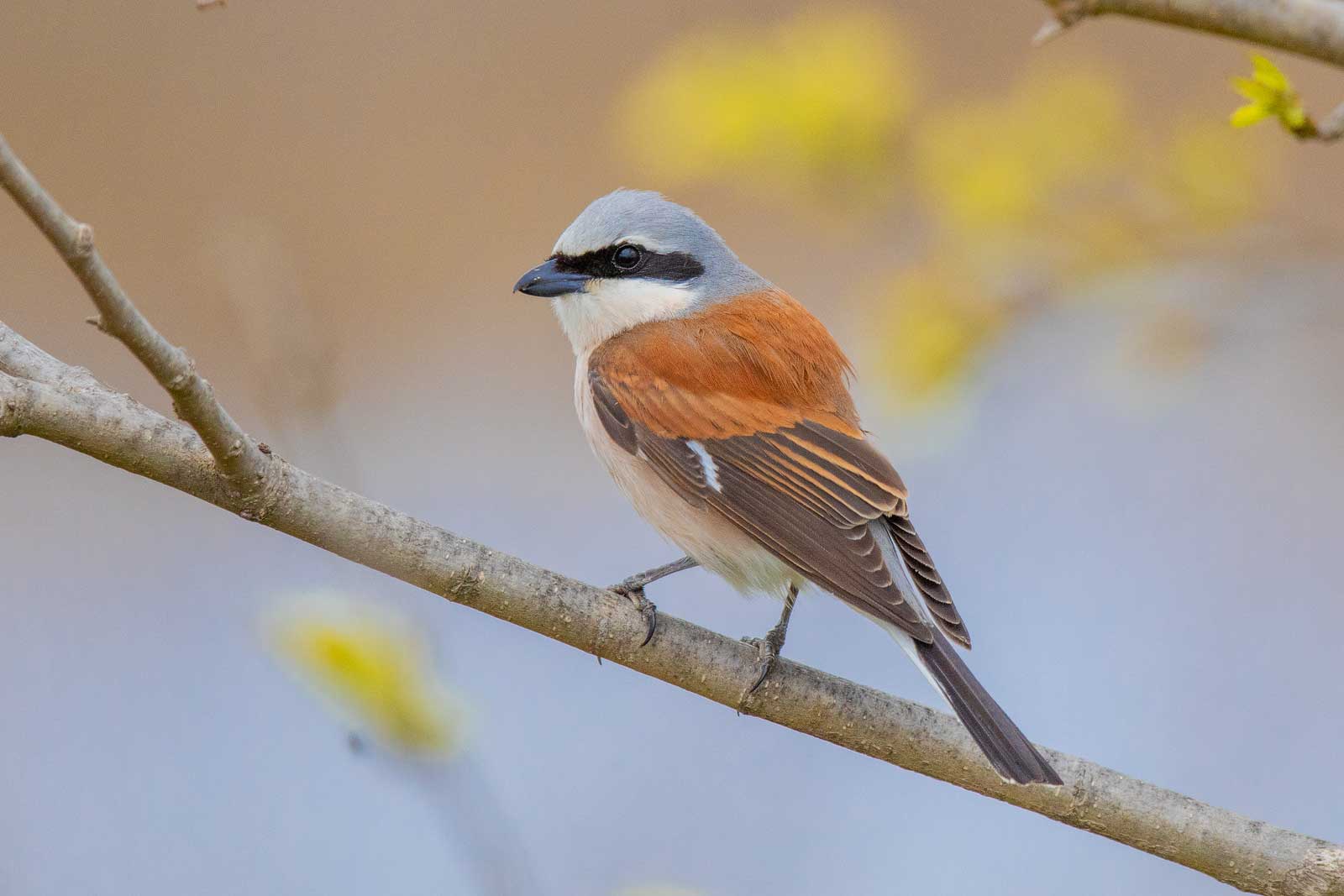Würger - in Deutschland